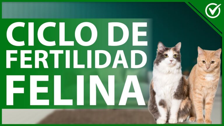 Cómo es la Reproducción del Gato: Guía Completa para Entender su Ciclo ...