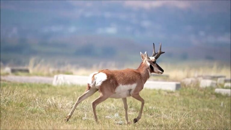 ¿Por qué el Berrendo Está en Peligro de Extinción? Causas y Soluciones ...
