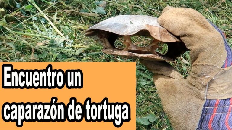 Descubre qué animales tienen un caparazón formado por placas ...